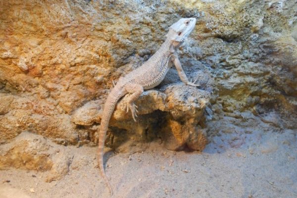 Bradata Agama – Pet Shop Dexter