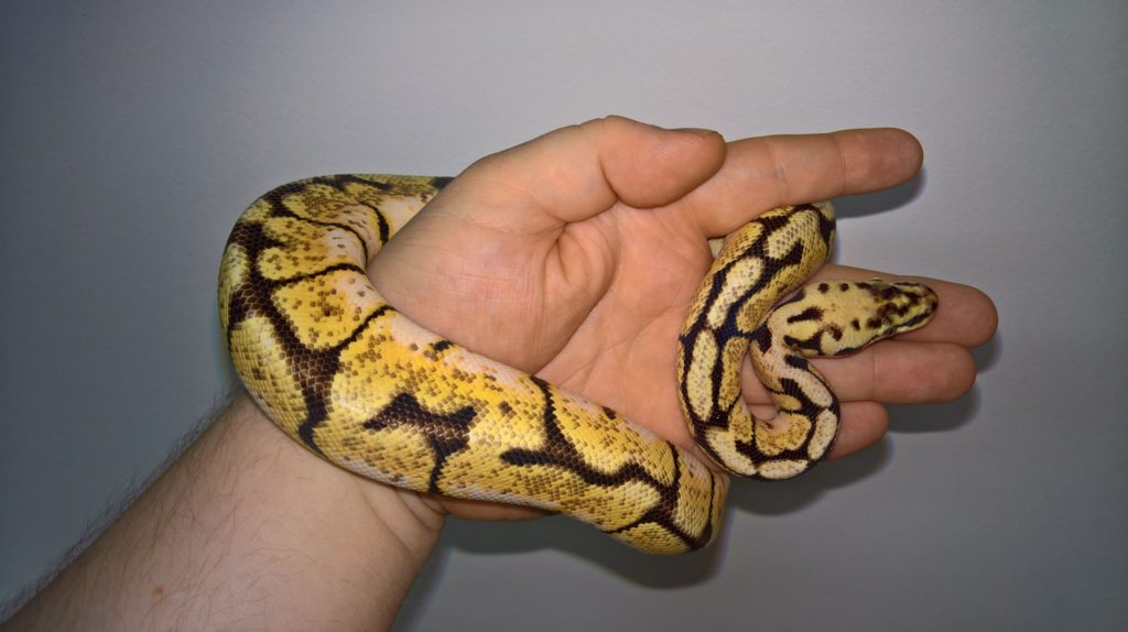 Kraljevski piton – Pet Shop Dexter